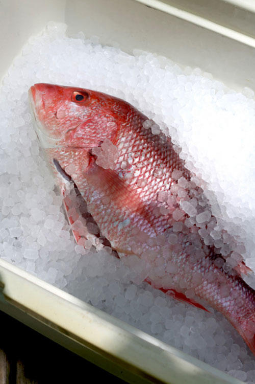 How do you freeze salt water fish?