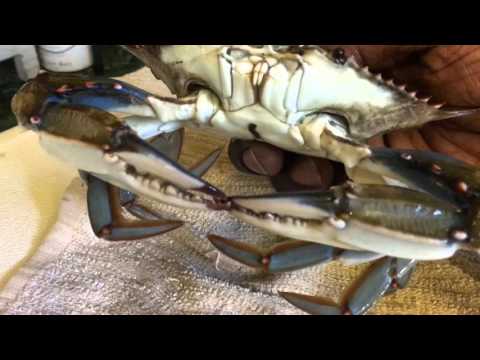 How do you freeze whole Blue Crabs?