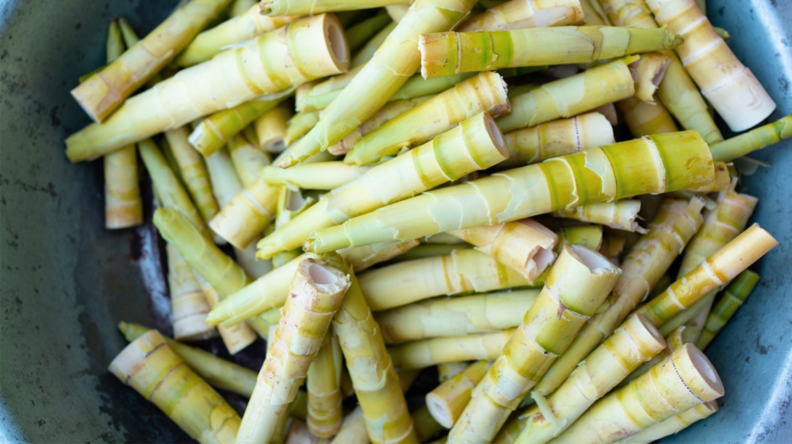How do you get bamboo shoots?