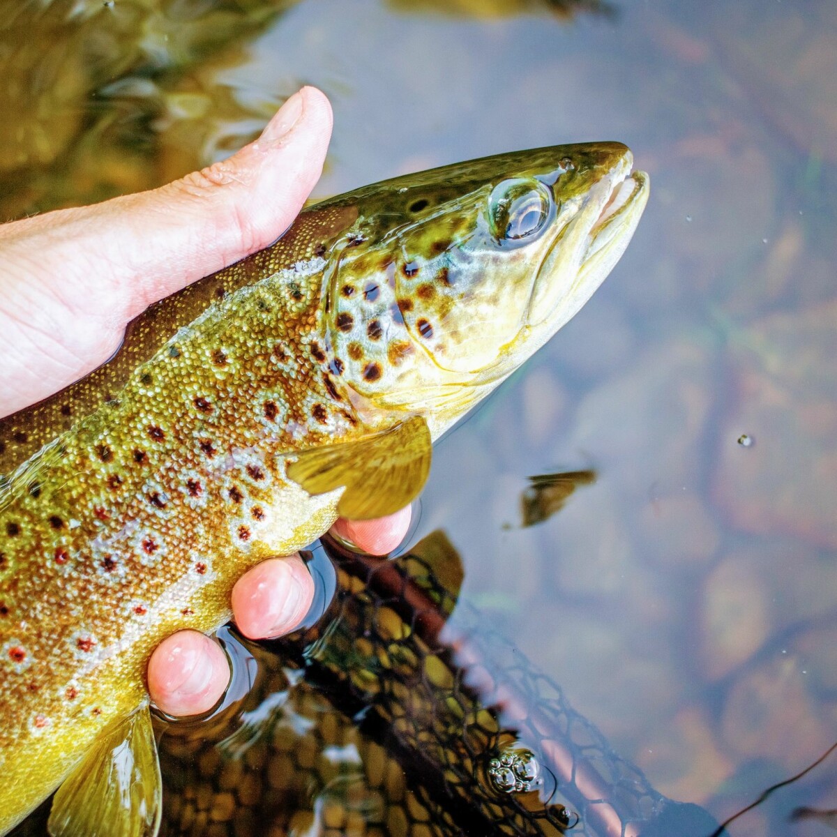 How do you get earthy taste out of trout?
