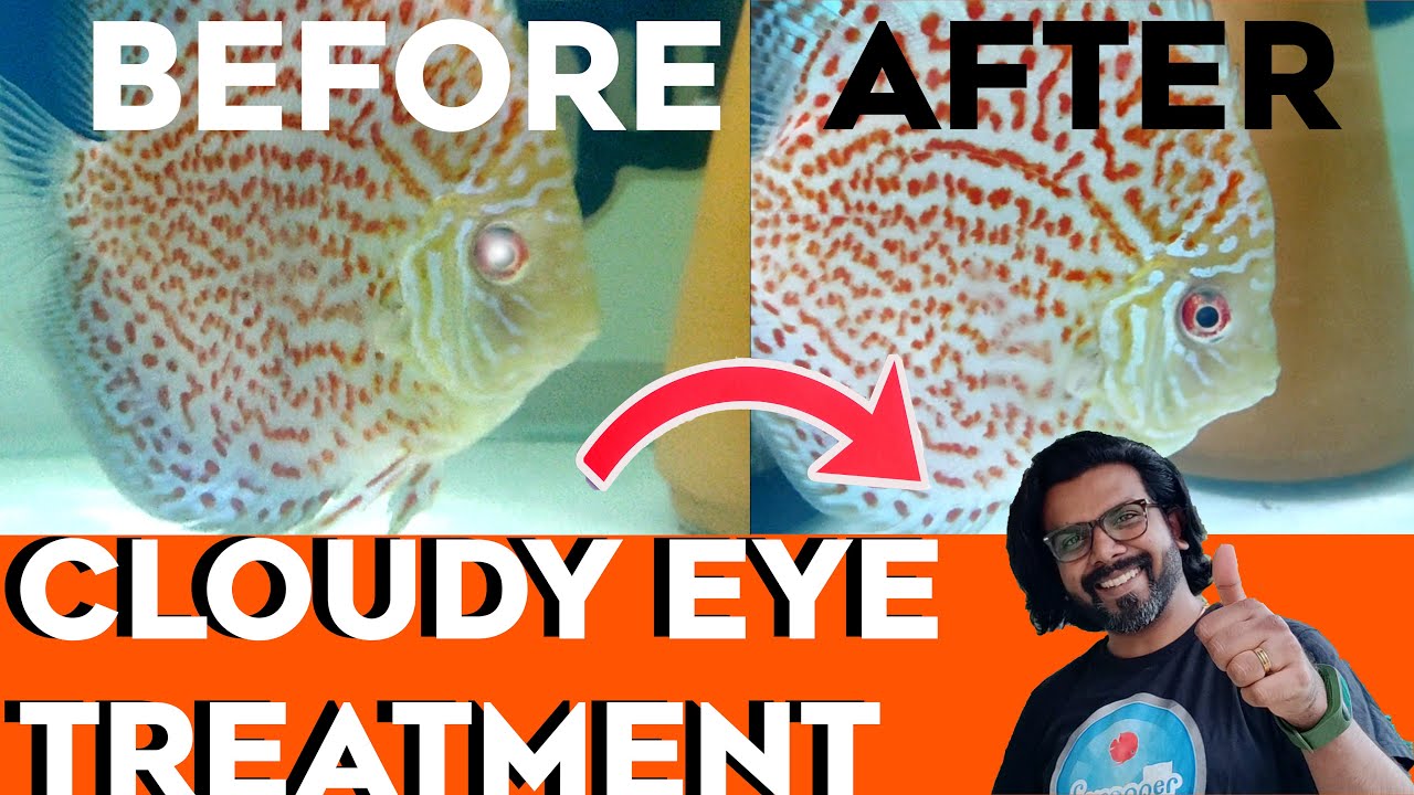 How do you get rid of cloudy eye in fish?