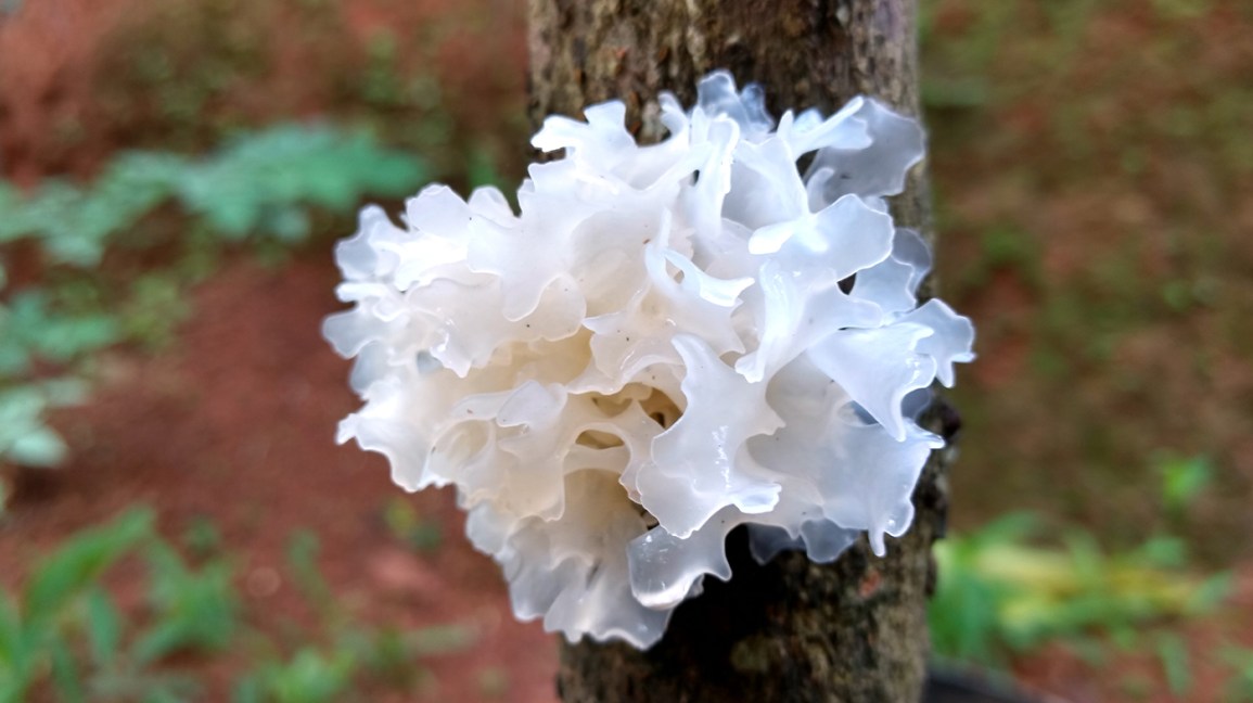 How do you get rid of dry white fungus?