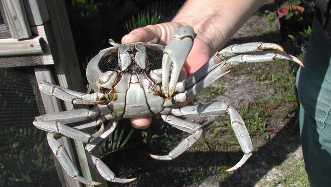 How do you get rid of land crabs in Florida?