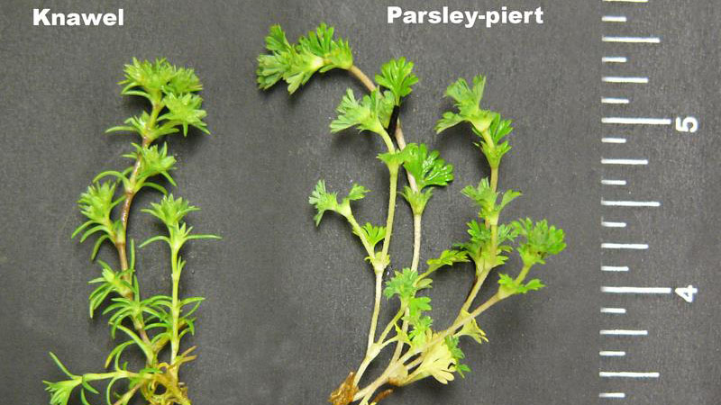 How do you get rid of parsley piert?