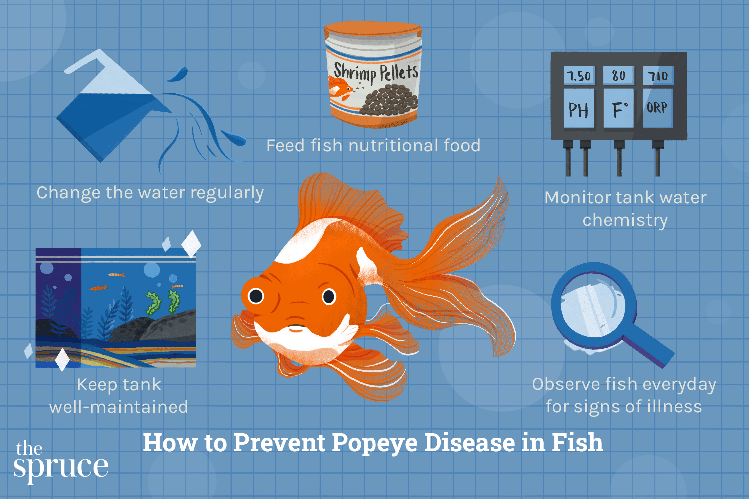 How do you get rid of Popeye in fish?