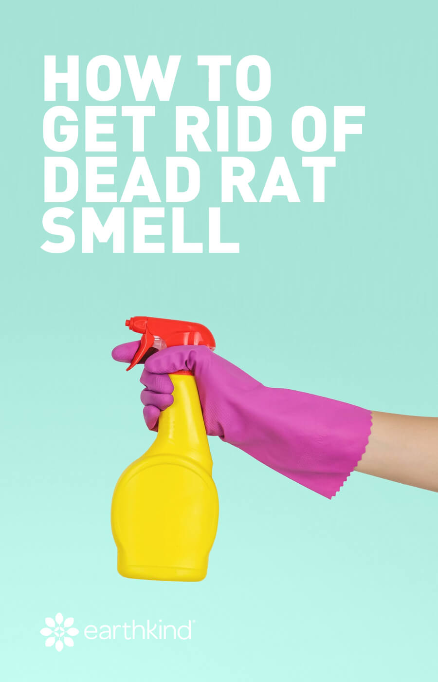 How do you get rid of the smell of a dead rat?