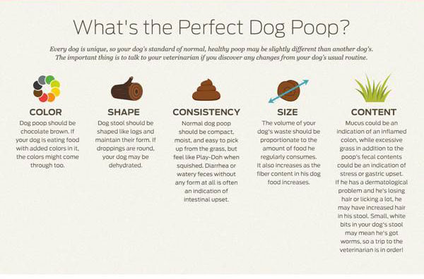 How do you get rid of watery dog poop?