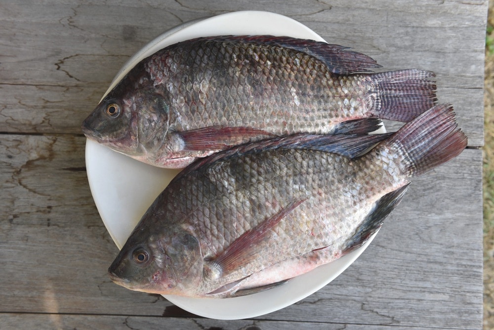 How do you get the muddy taste out of tilapia?
