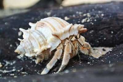 How do you get the smell out of hermit crab shells?