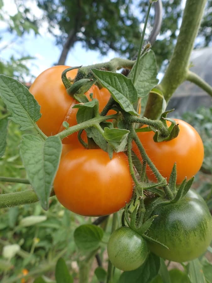 How do you get the sour taste out of tomatoes?