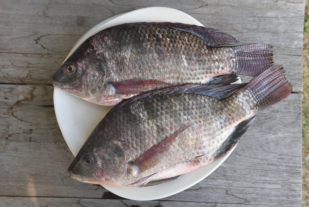 How do you get the taste of tilapia out of earthy?