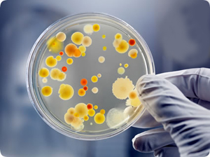 How do you grow bacteria on a plate?