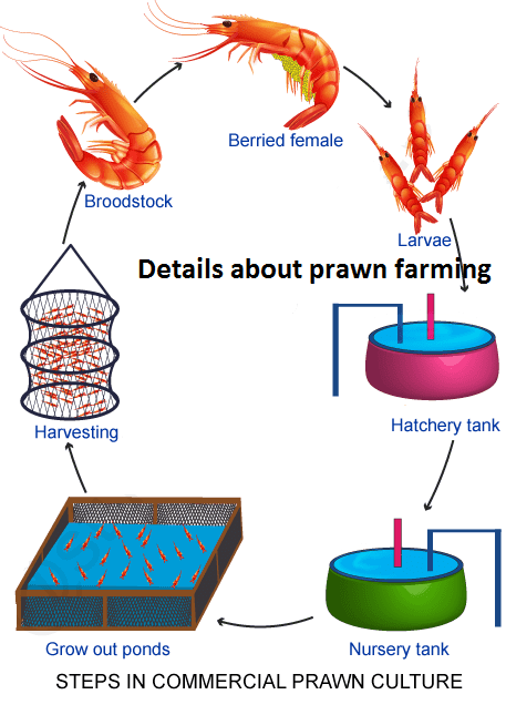 How do you grow prawns?