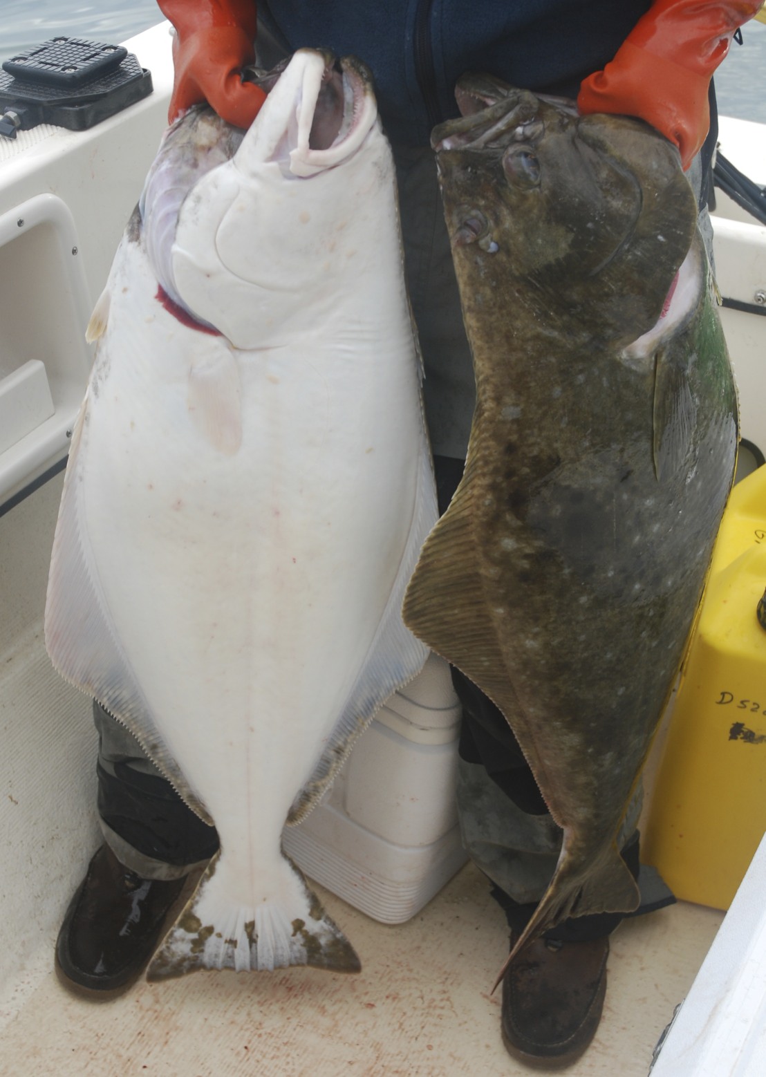 How do you harvest halibut?