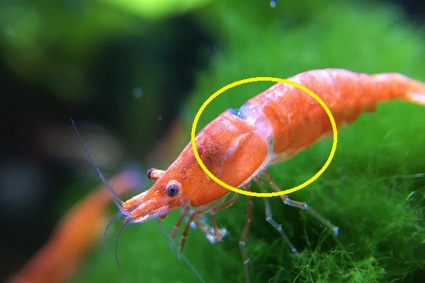 How do you help a molting shrimp?