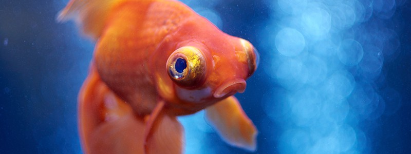 How do you help a stressed fish?