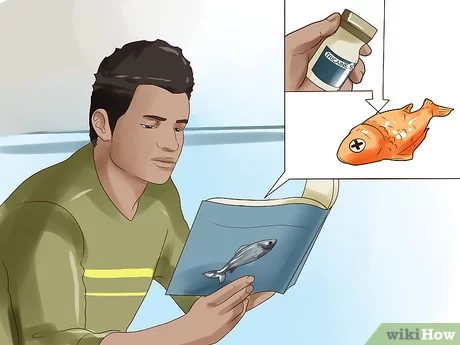 How do you humanely kill a fish in a tank?