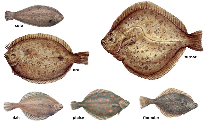How do you identify a flat fish if it is right or left-eyed?