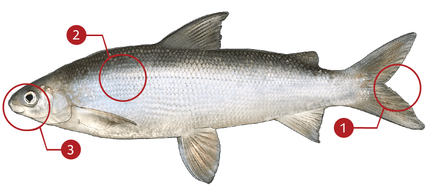 How do you identify a Whitefish Lake?