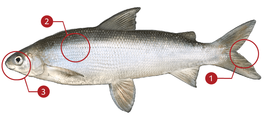 How do you identify a whitefish?