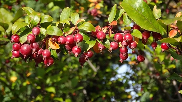 How do you identify a wild crab apple?