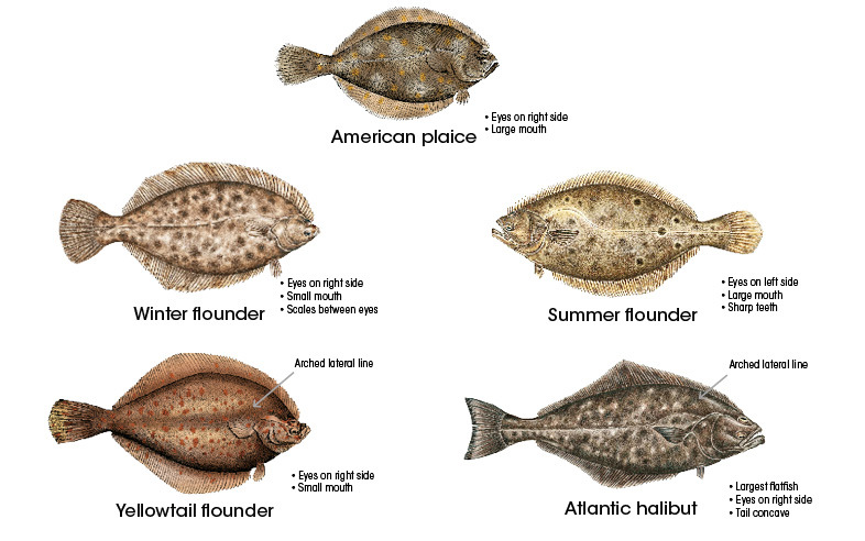 How do you identify Flounder?