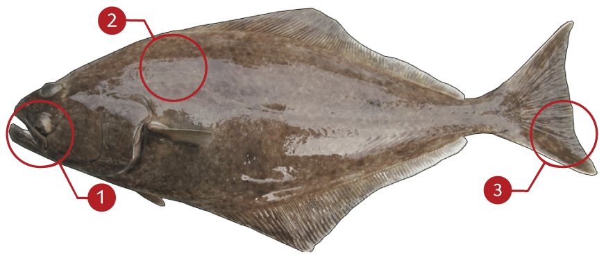 How do you identify Pacific halibut?