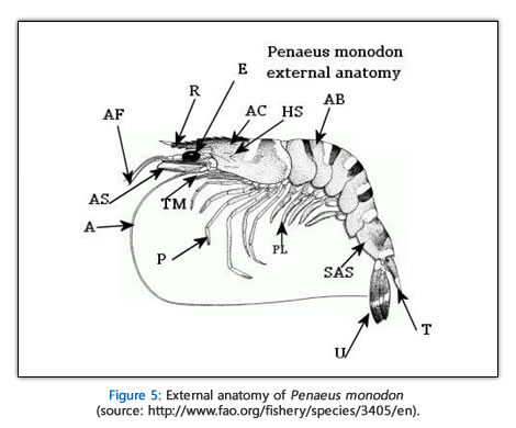 How do you identify Penaeus monodon?