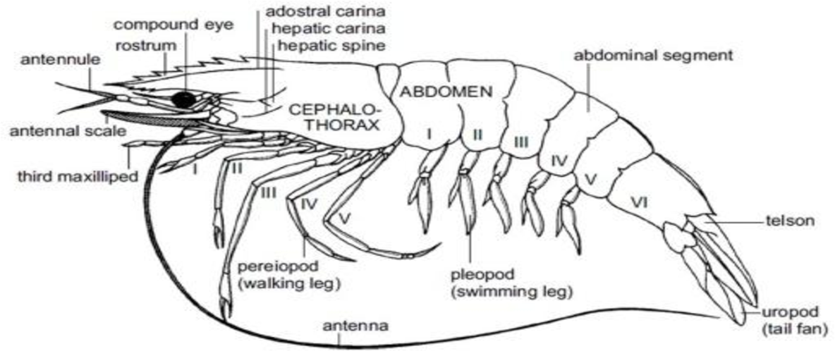 How do you identify shrimp?