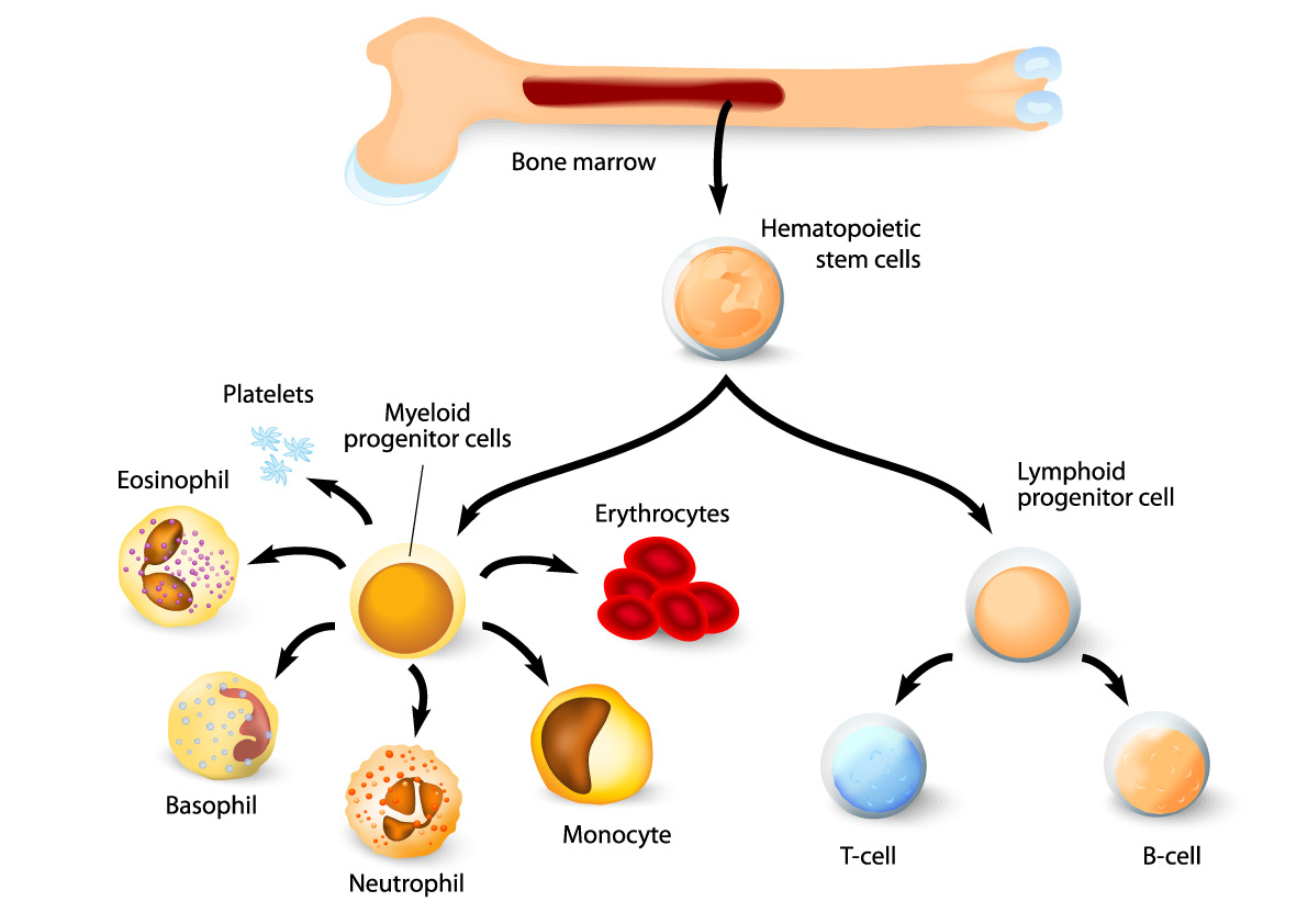 How do you increase bone marrow production?