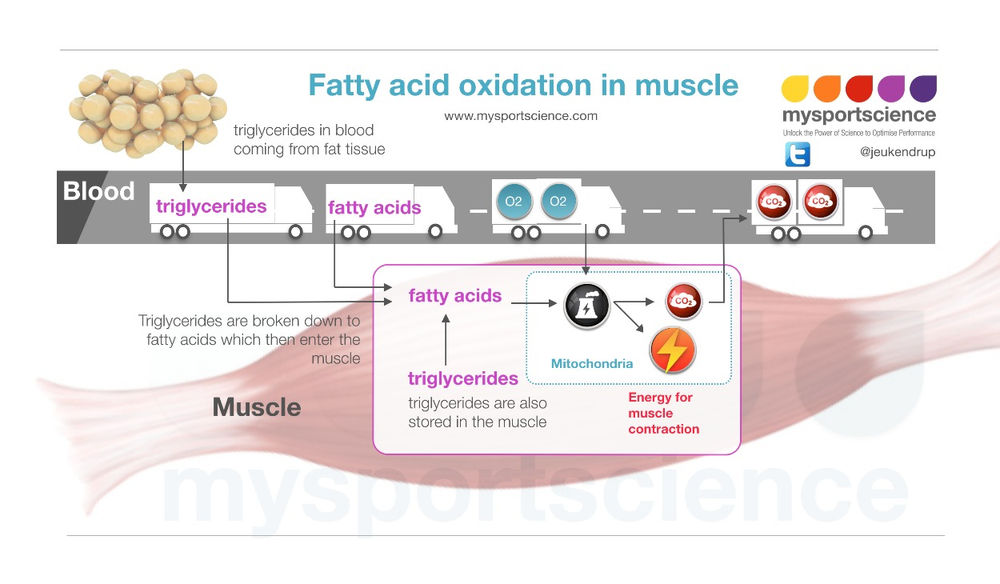 How do you increase oxidation of fat?