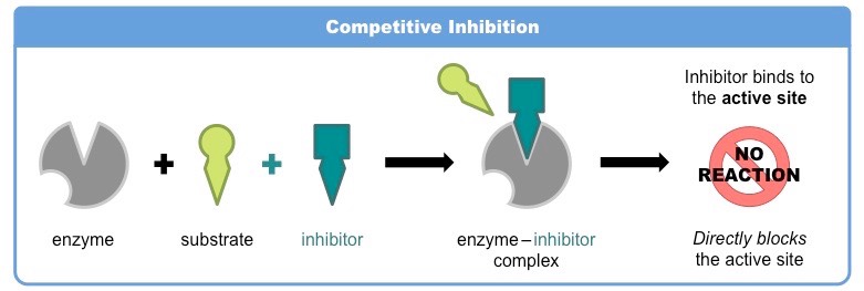 How do you inhibit an enzyme?