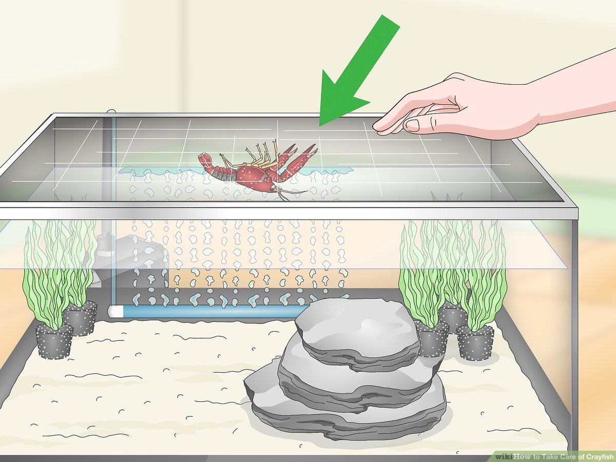 How do you keep a crayfish in a tank?