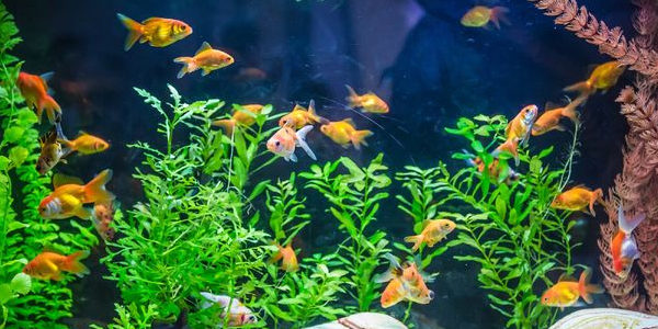 How do you keep an overcrowded fish tank?