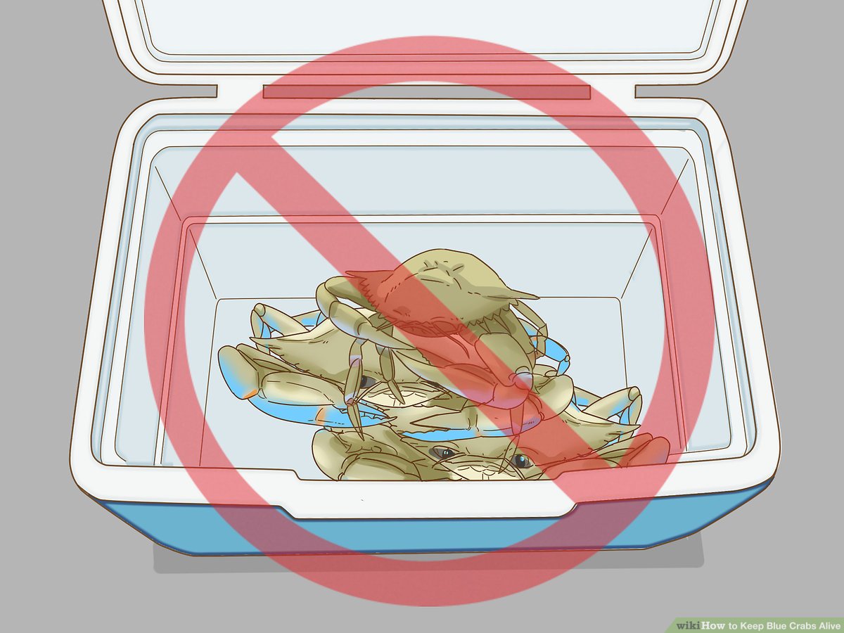 How do you keep blue crabs alive?