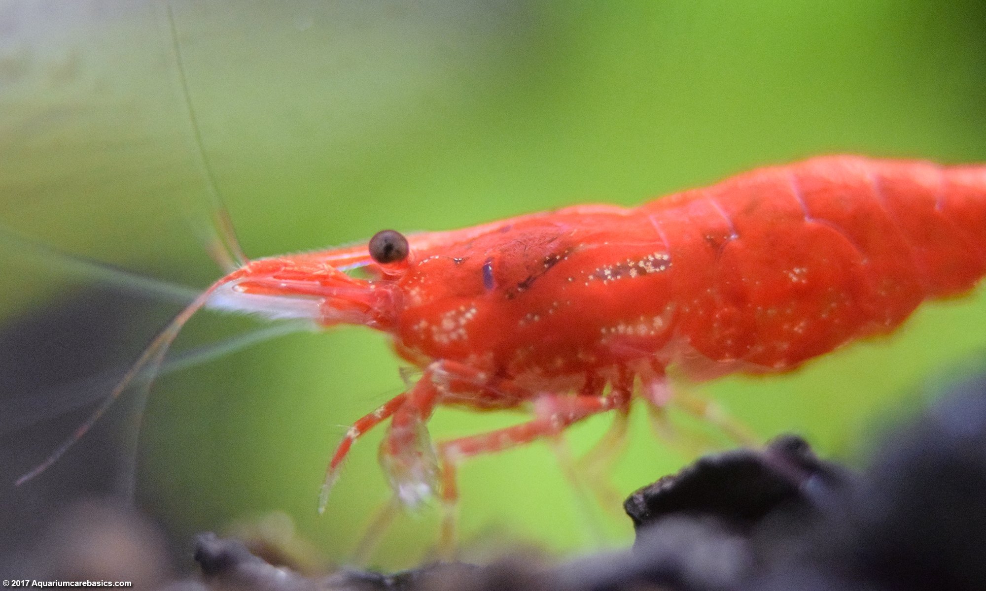 How do you keep cherry shrimp alive?