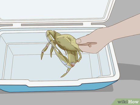 How do you keep crab alive in saltwater?