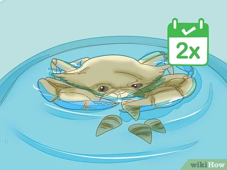 How do you keep crabs from dying?