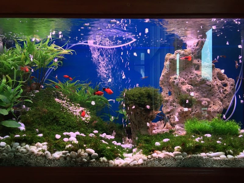 How do you keep fish entertained?