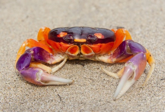 How do you keep land crabs as pets?