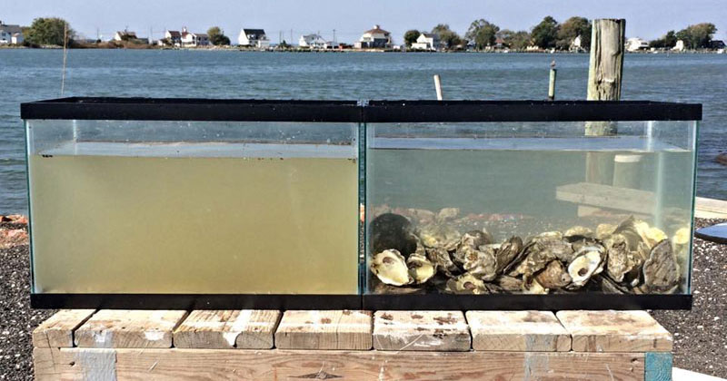 How do you keep oysters alive in a tank?