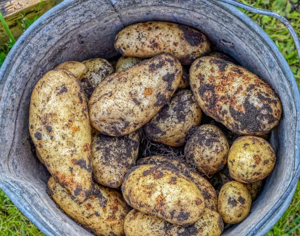 How do you keep potatoes from breaking?