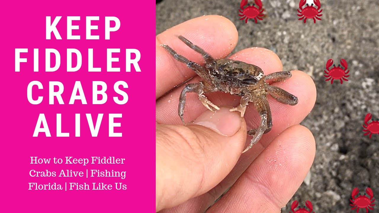 How do you keep sea crabs alive?