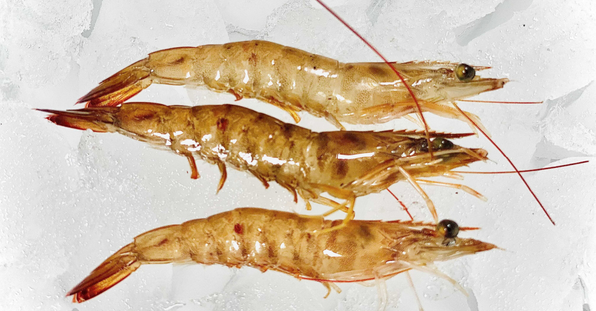 How do you keep shrimp alive for days?