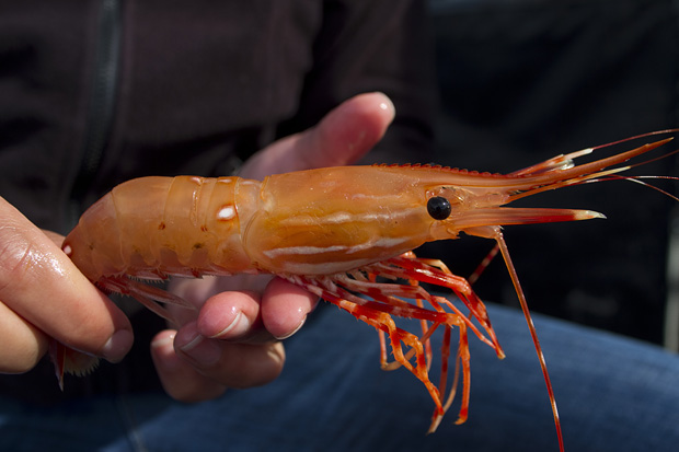 How do you keep spot prawns alive?