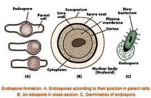 How do you kill bacterial spores?