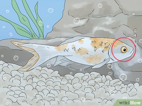 How do you know a fish is about to die?