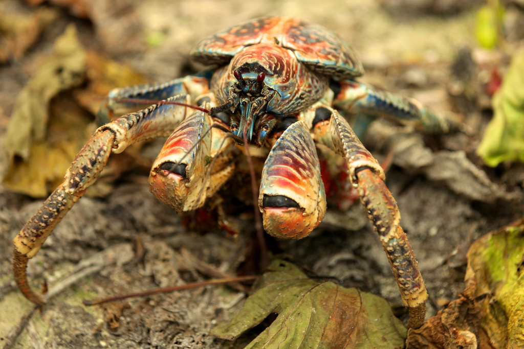 How do you know if a coconut crab is poisonous?