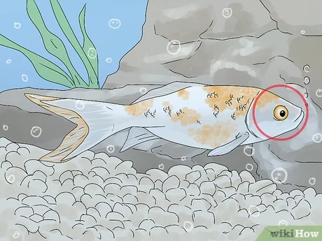 How do you know if a fish is about to die?