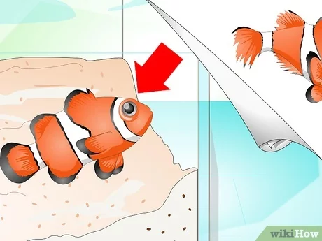 How do you know if a fish is dying?